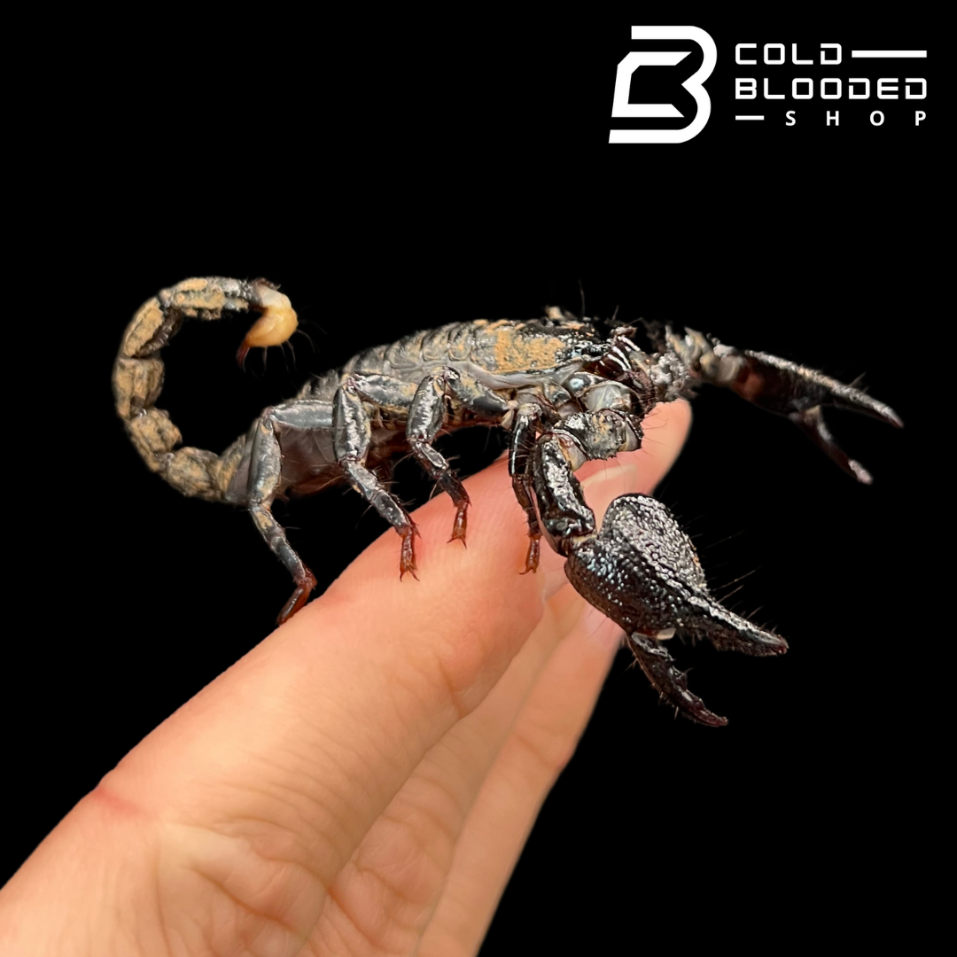 Dictator Scorpions - Pandinus dictator