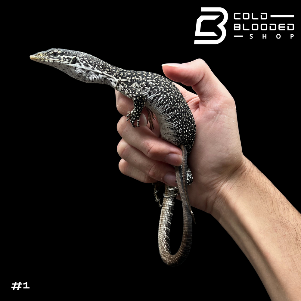 Juvenile Similis Monitor - Varanus similis