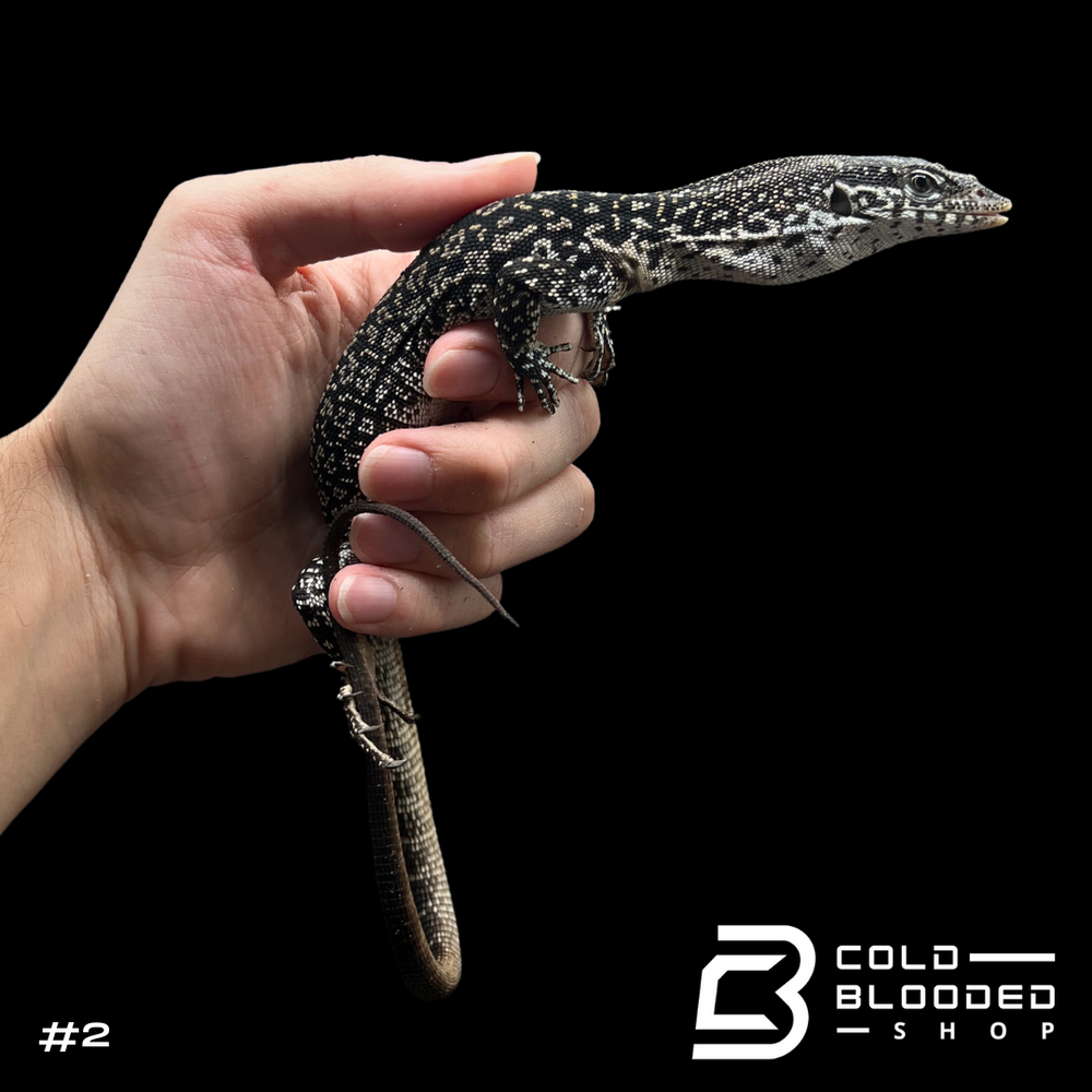 Juvenile Similis Monitor - Varanus similis