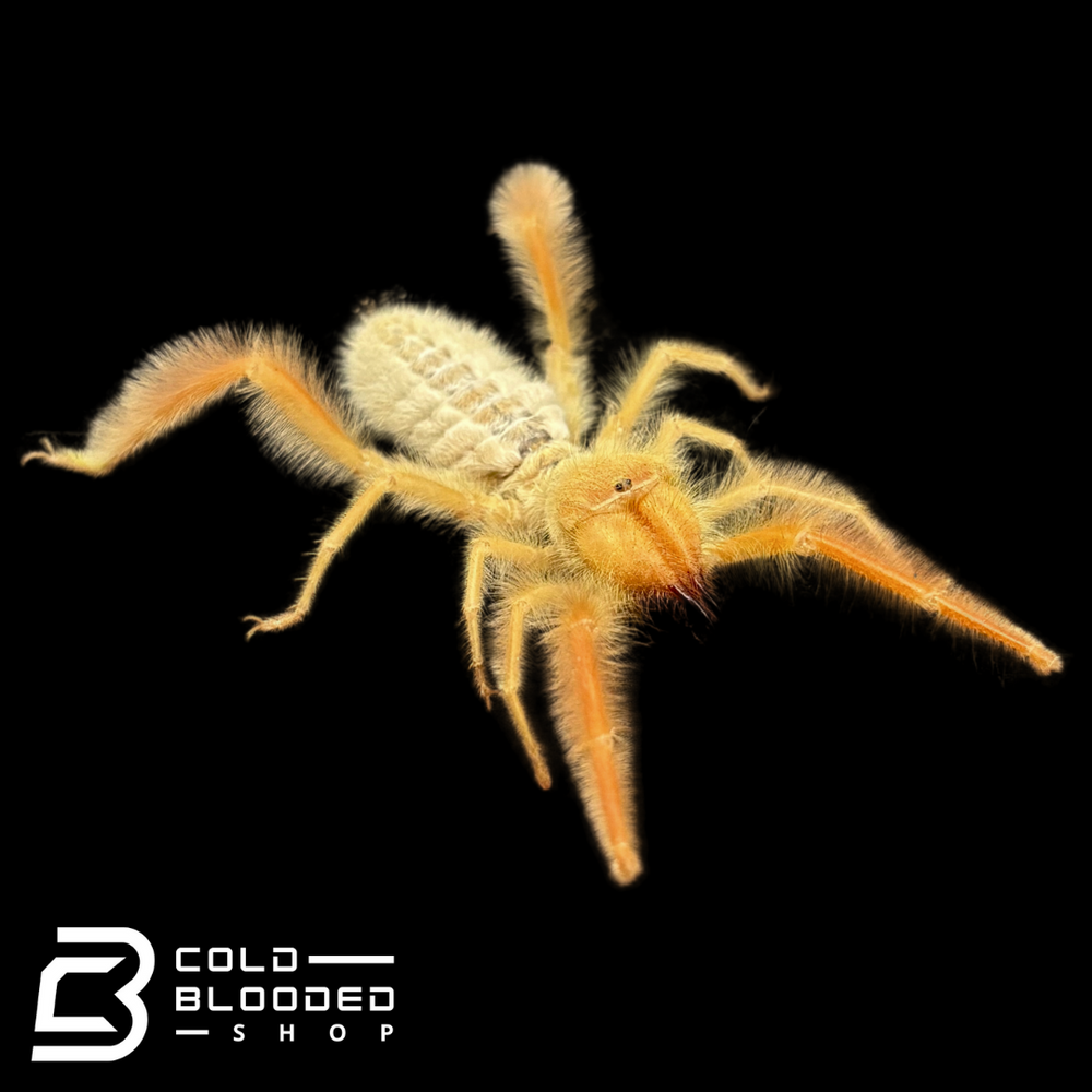 Camel Spiders - Galeodes granti