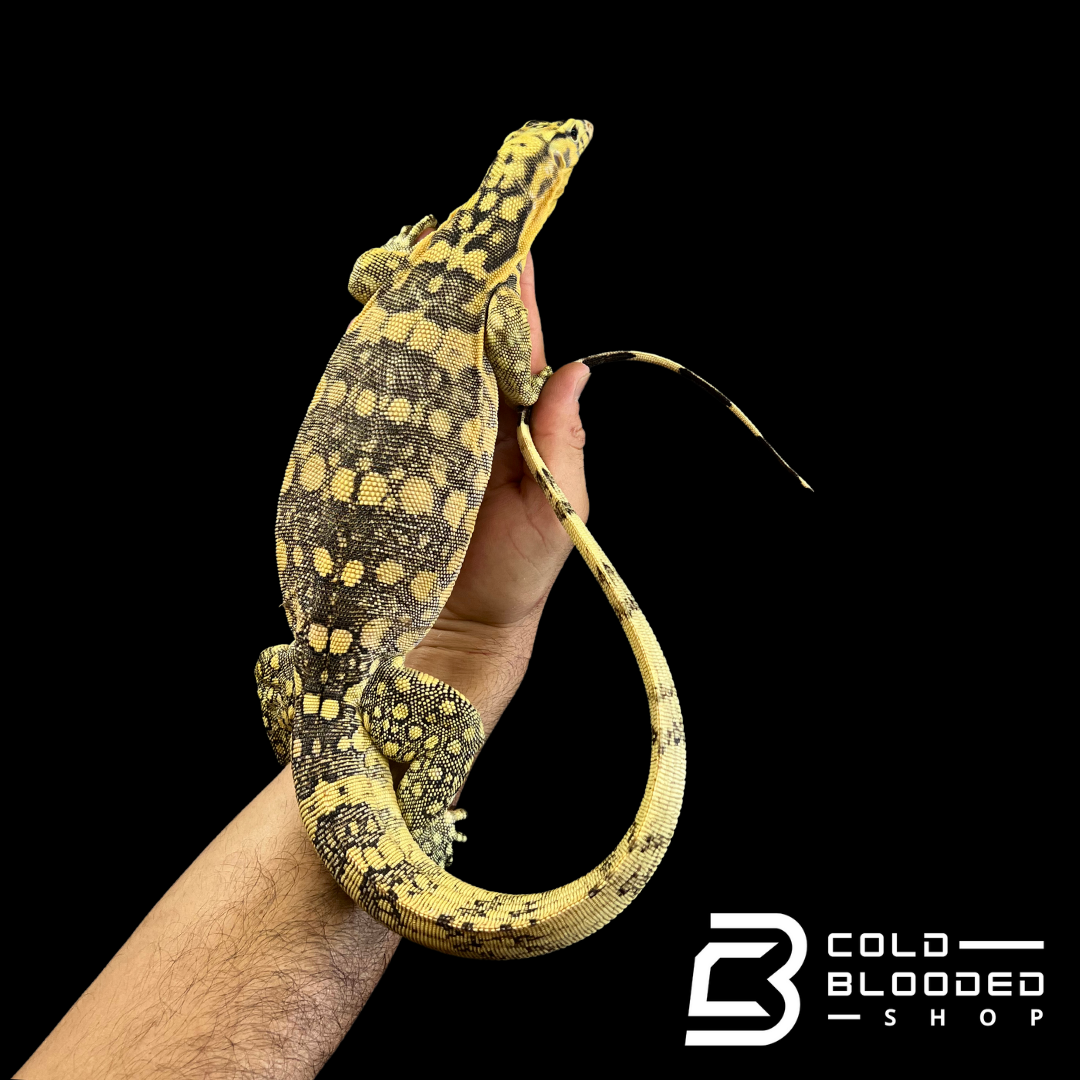 Juvenile Male Hypo Sumbawa Water Monitor - Varanus salvator