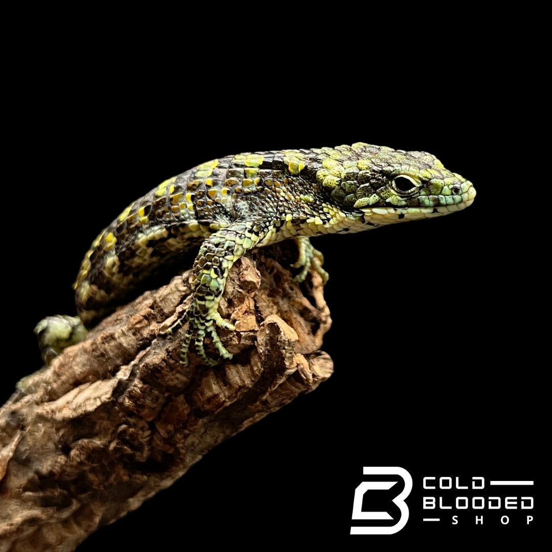 Mexican Alligator Lizard - Abronia taeniata #8