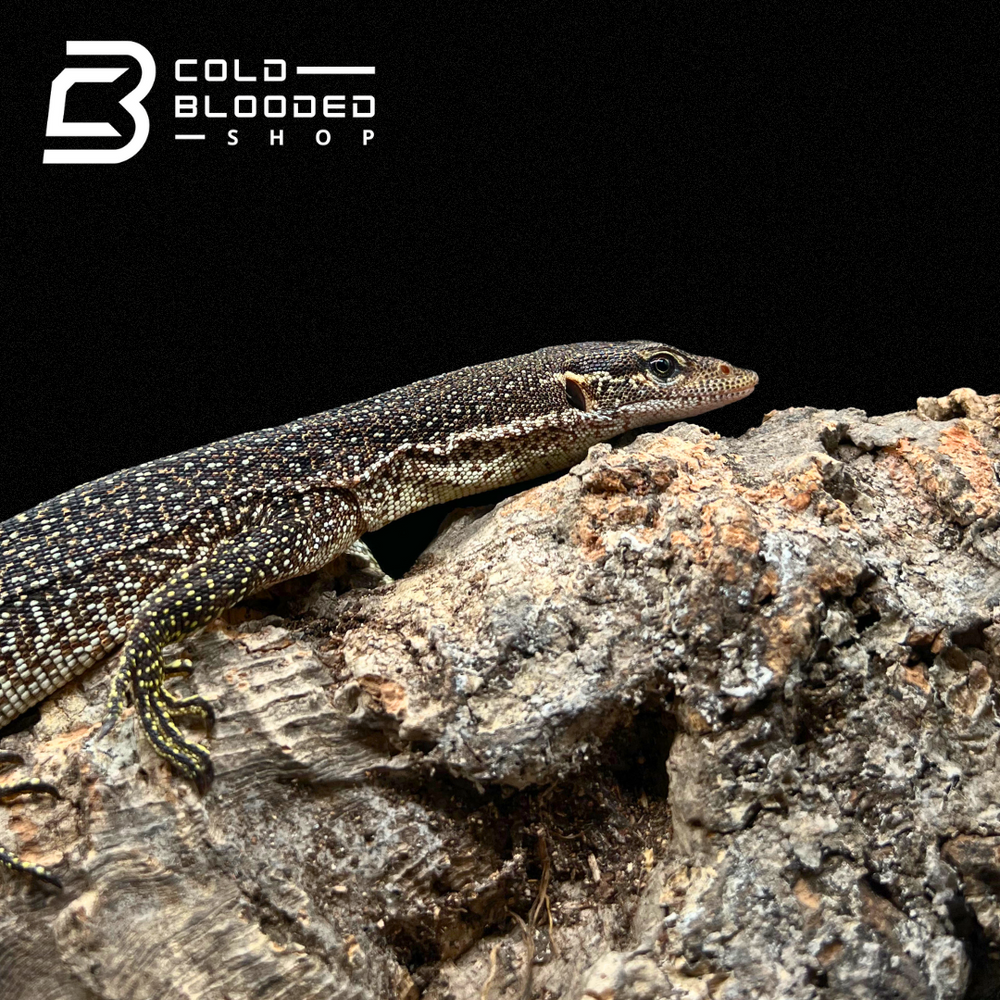 Timor monitor - Varanus timorensis
