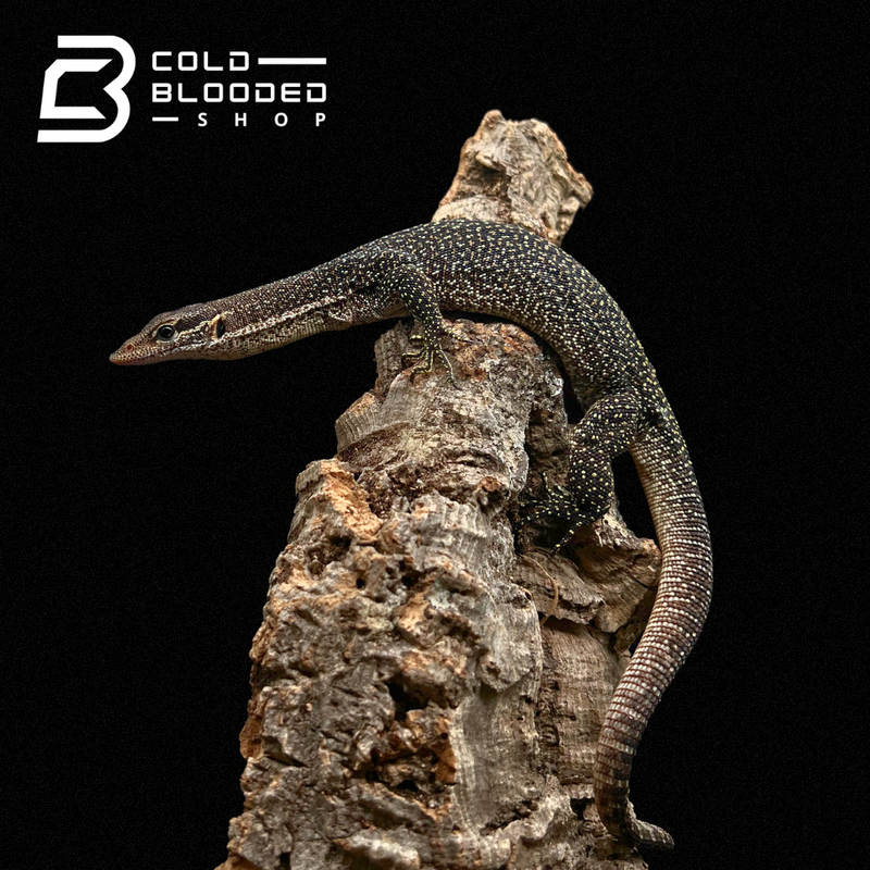 Female Timor monitor - Varanus timorensis for sale