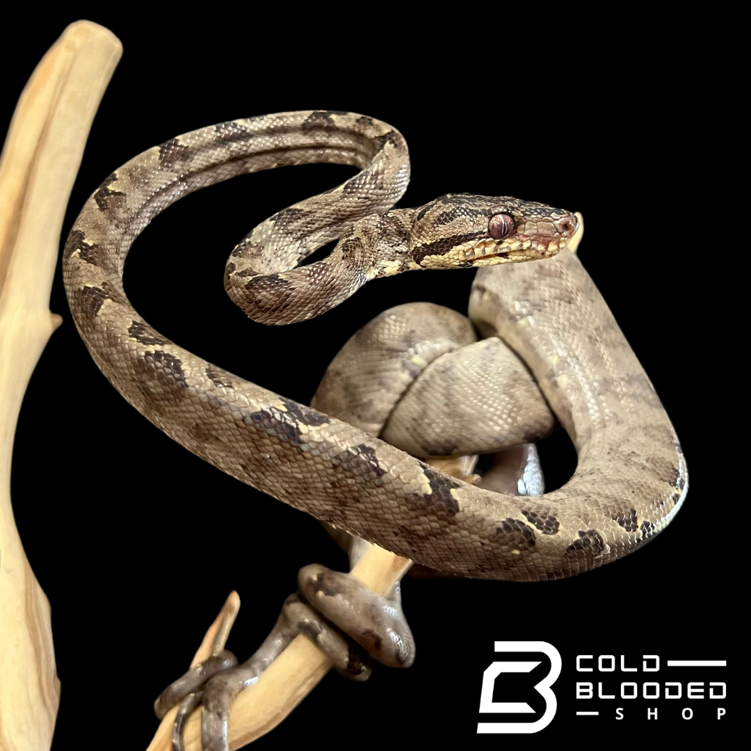 Amazon Tree Boa - Corallus hortulanus