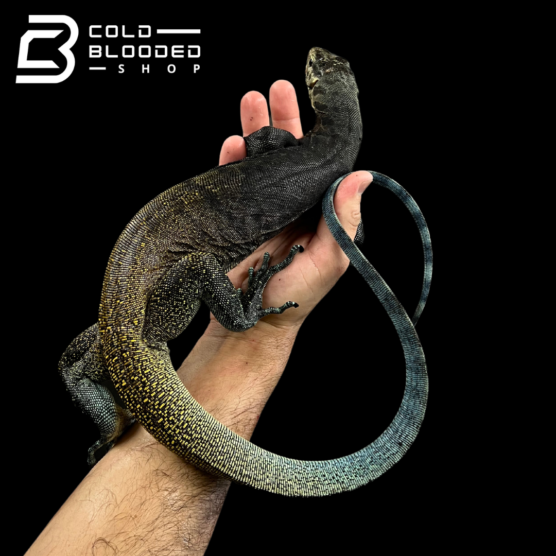 Juvenile Tri-Color Monitor - Varanus yuwonoi #1