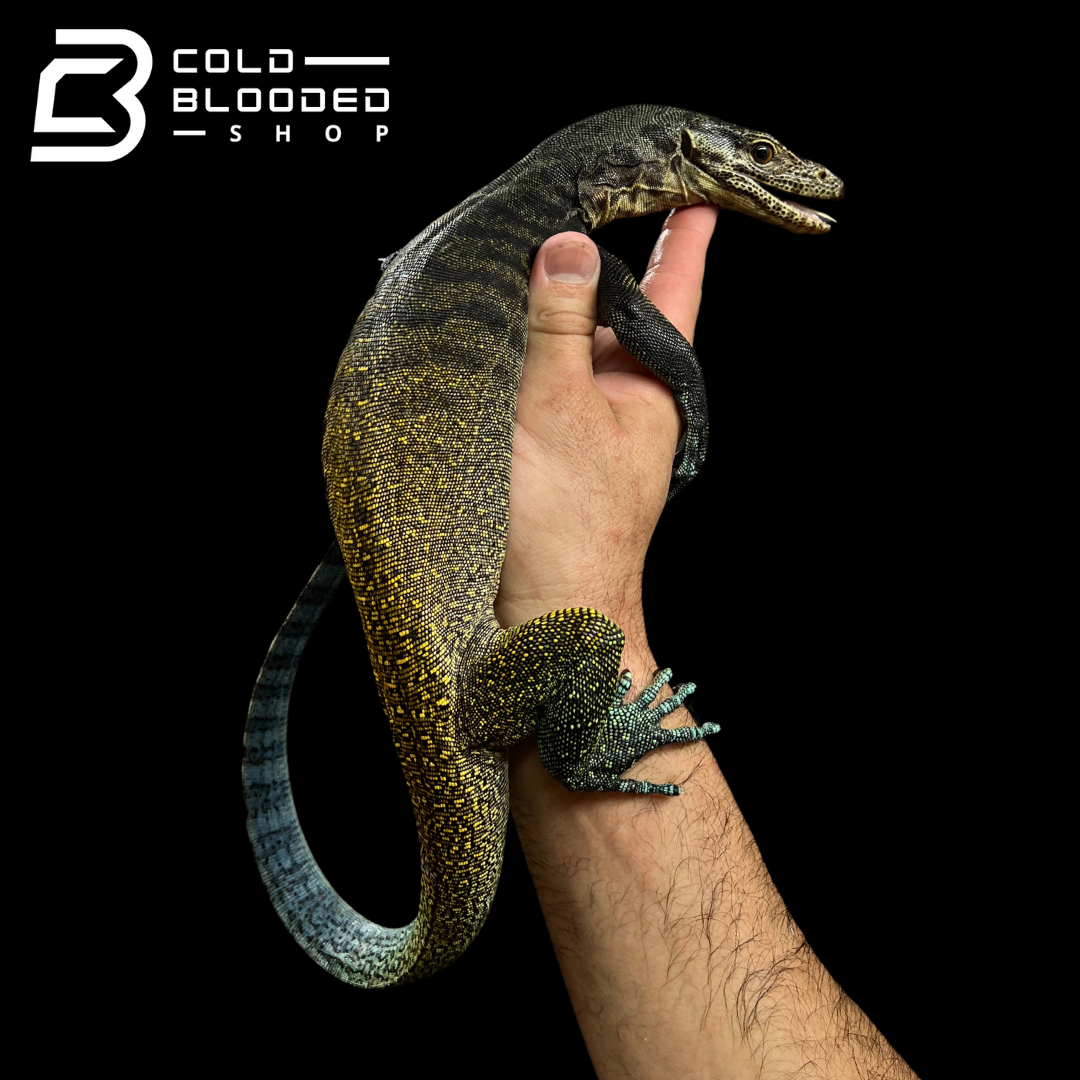 Juvenile Tri-Color Monitor - Varanus yuwonoi #2