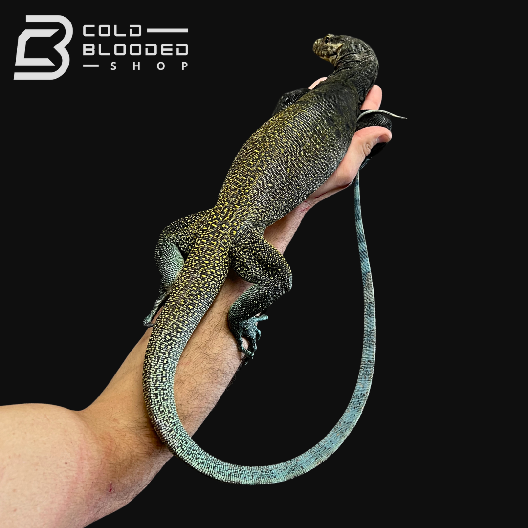 Adult Tri-Color Monitor - Varanus yuwonoi # 2