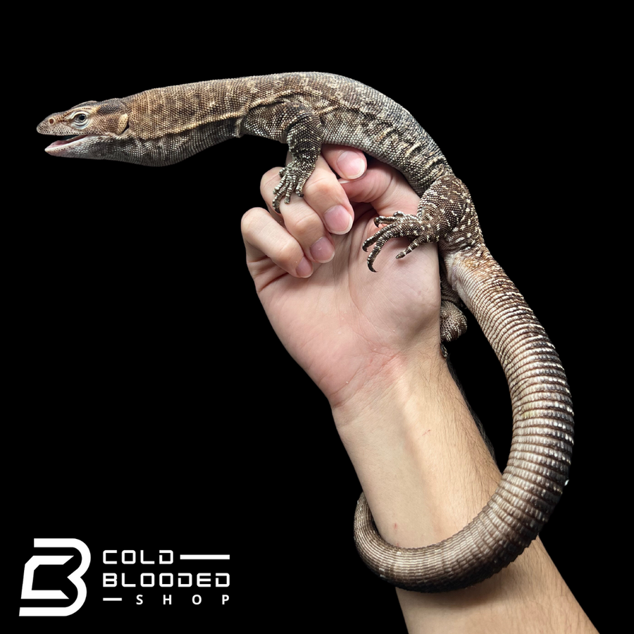 Adult Male Black-headed Monitor - Varanus tristis