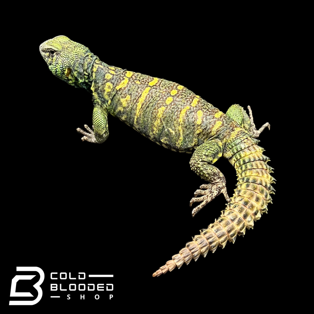 Adult Ornate Uromastyx - Uromastyx ornata for Sale