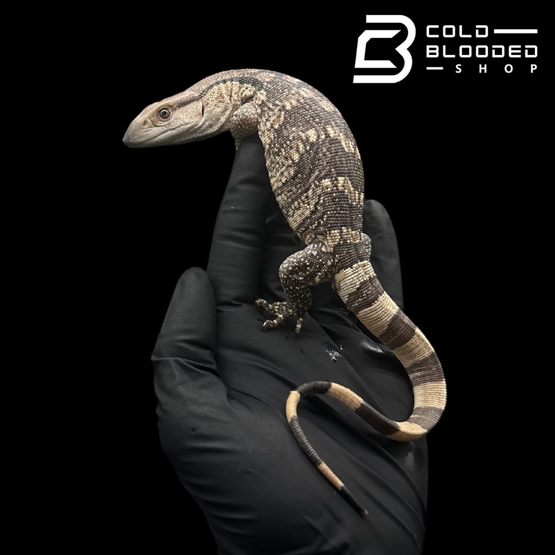 USCB Baby Mozambique White-throated Monitor - Varanus albigularis albi