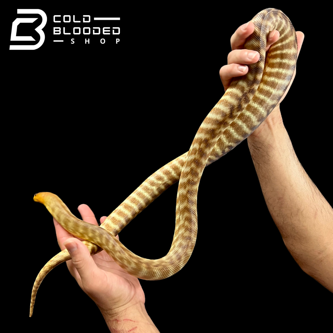 Male Woma Python - Aspidites ramsayi