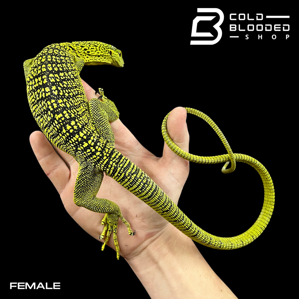 Adult Pair of Yellow Tree Monitors - Varanus reisingeri