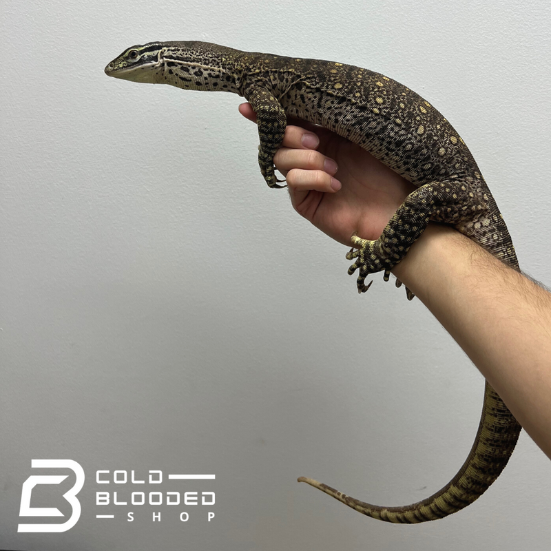 Sub-Adult Argus Monitors