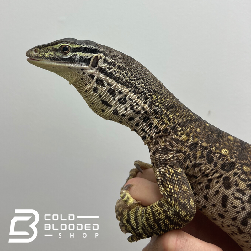Sub-Adult Argus Monitors - Varanus panoptes