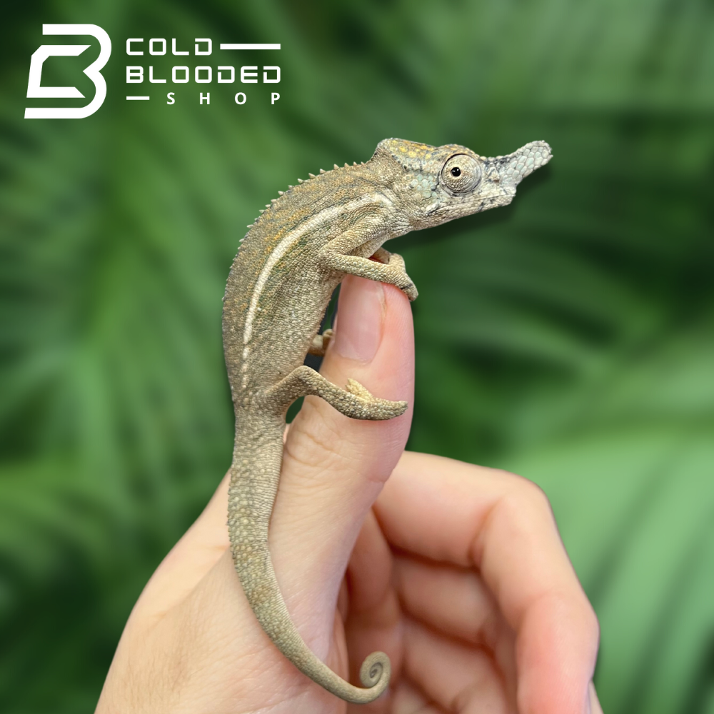 Angel's Chameleon - Furcifer angeli