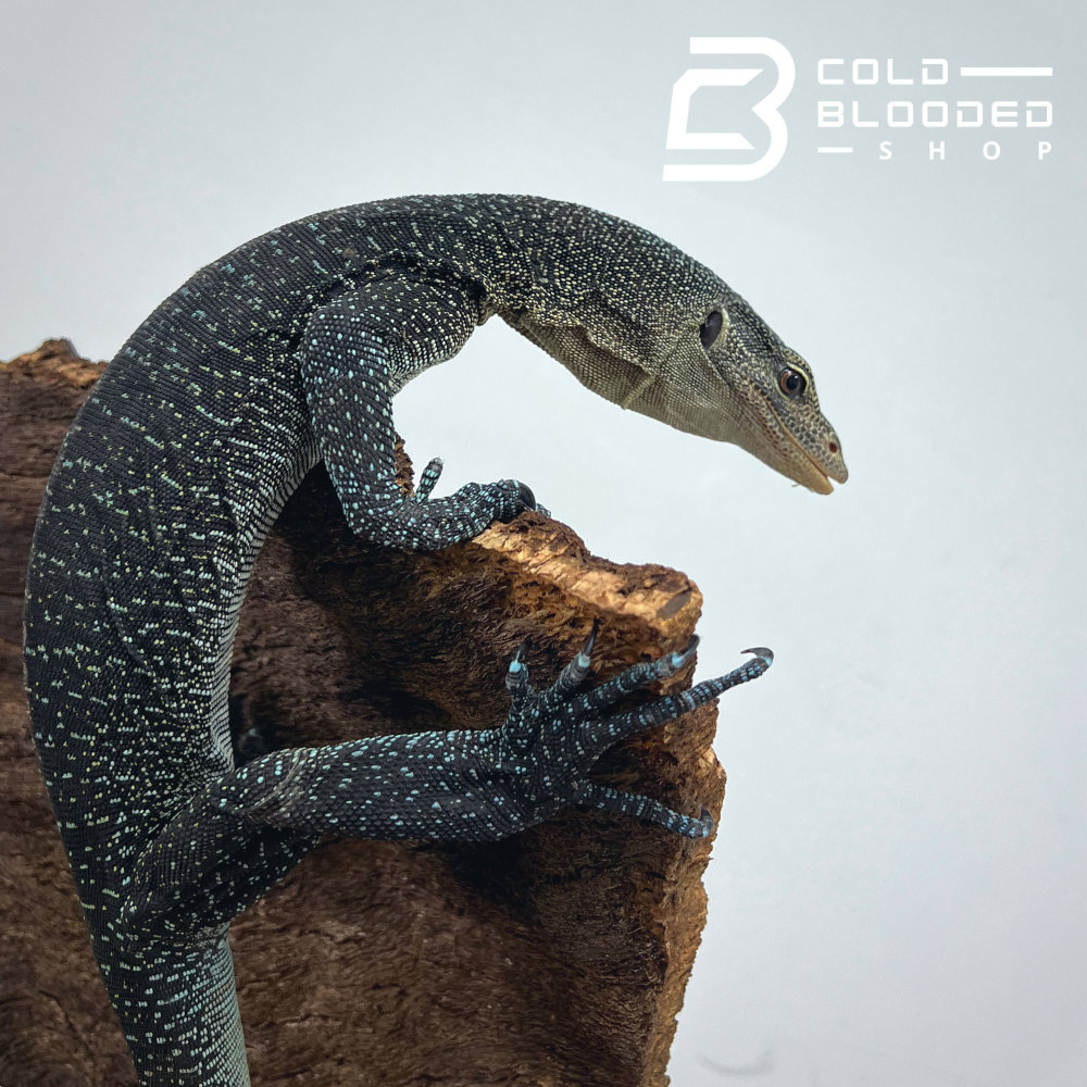 Turquoise Monitor - Varanus caerulivirens