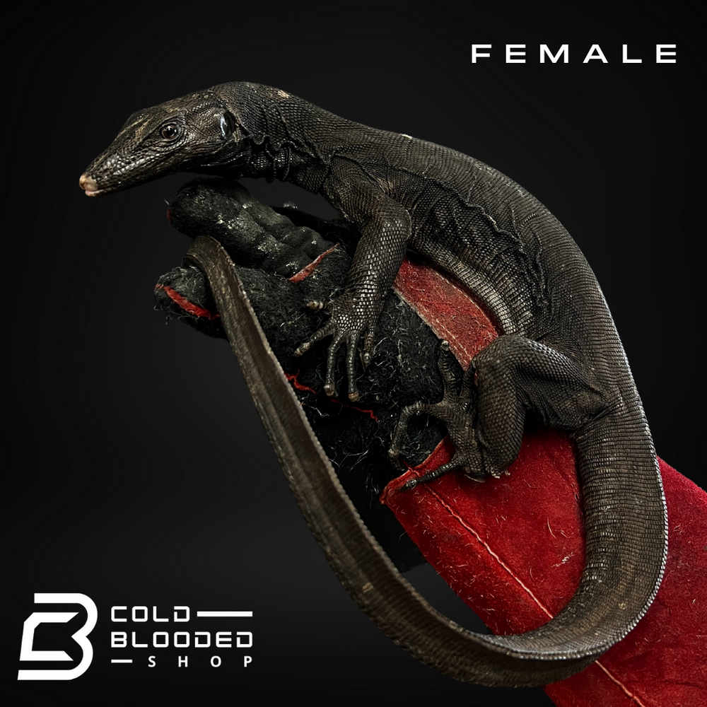 Pair of Juvenile Black Dragon Water Monitors for sale