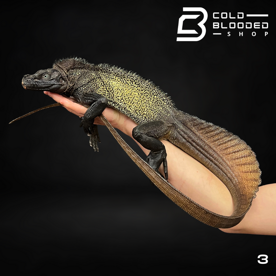 Adult Black Sailfin Dragon Lizard - Hydrosaurus celebensis