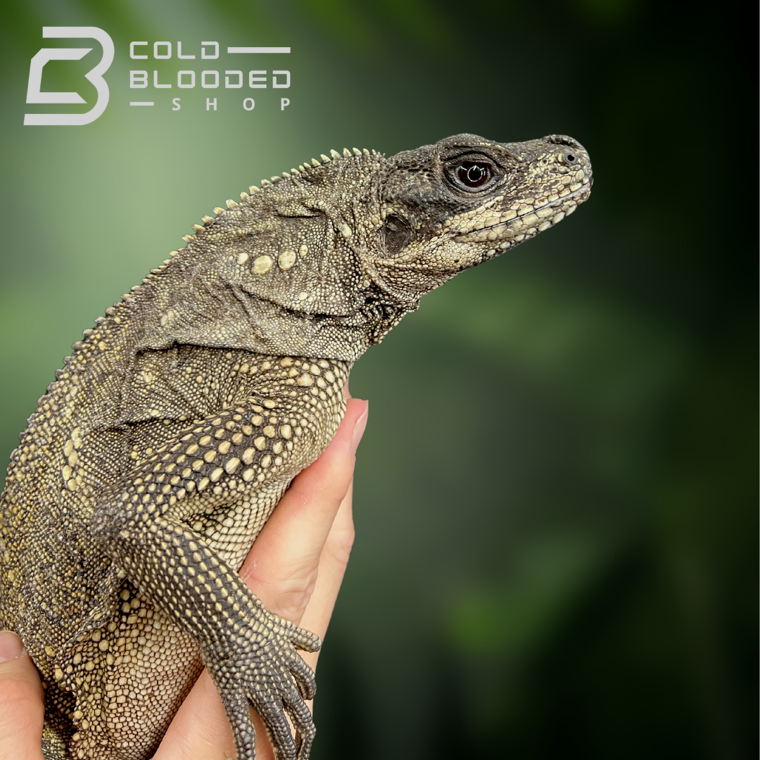 Black Sailfin Dragon Lizard #101