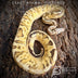 Adult Superfly GHI Ball Python