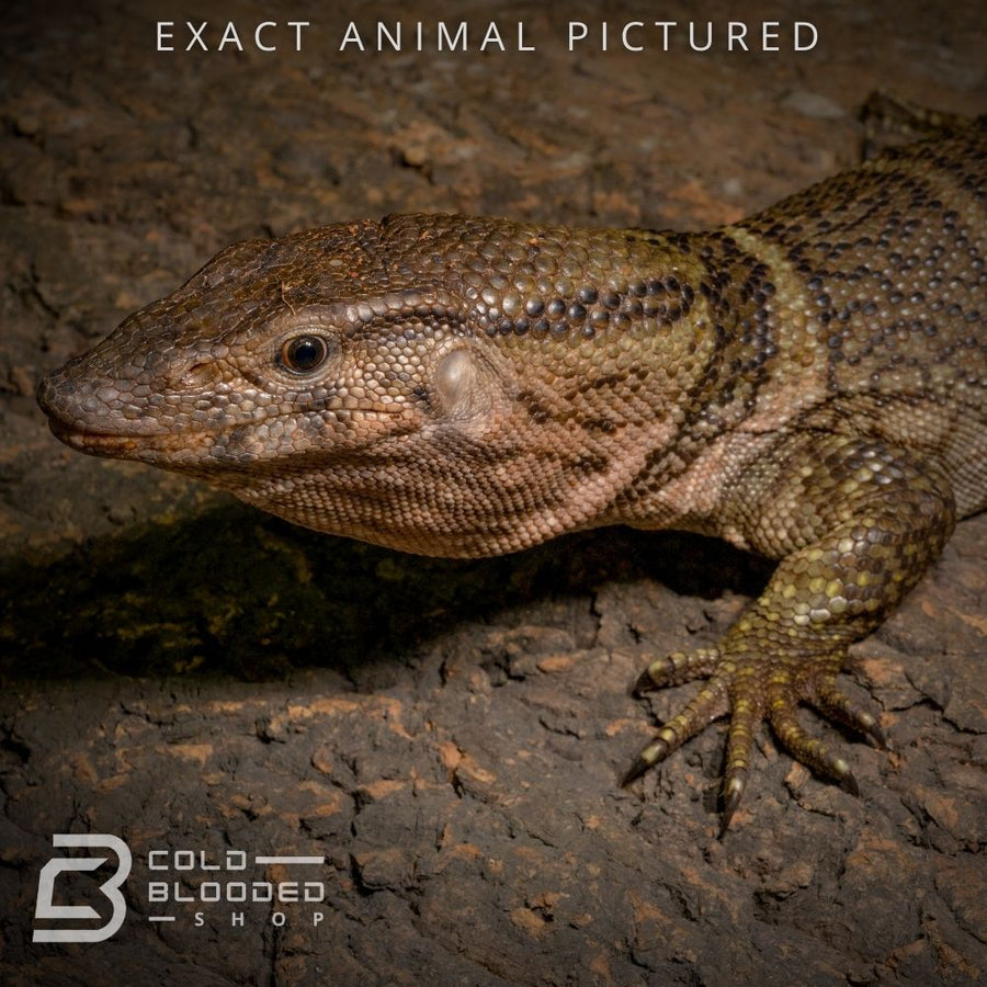 Male Adult Dumeril's Monitor