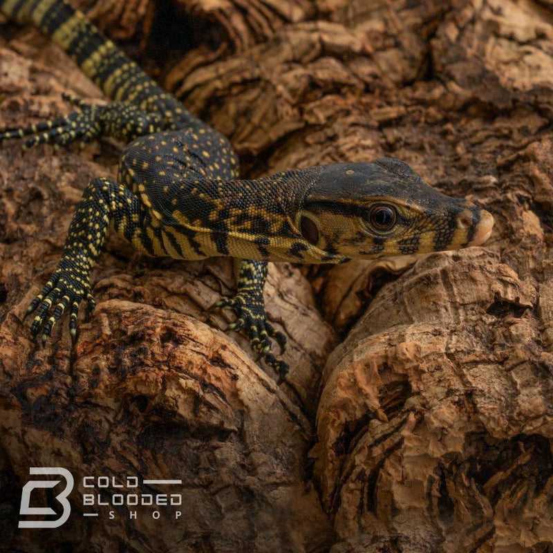 Baby Water Monitors - Varanus salvator