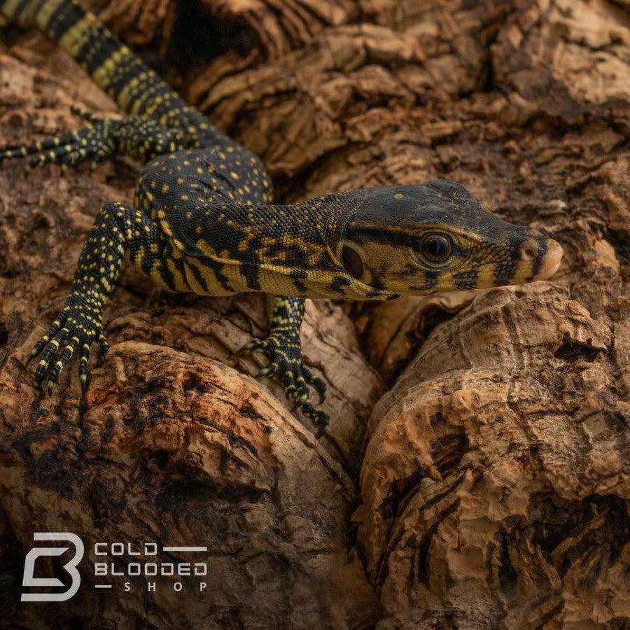 Baby Water Monitors - Varanus salvator