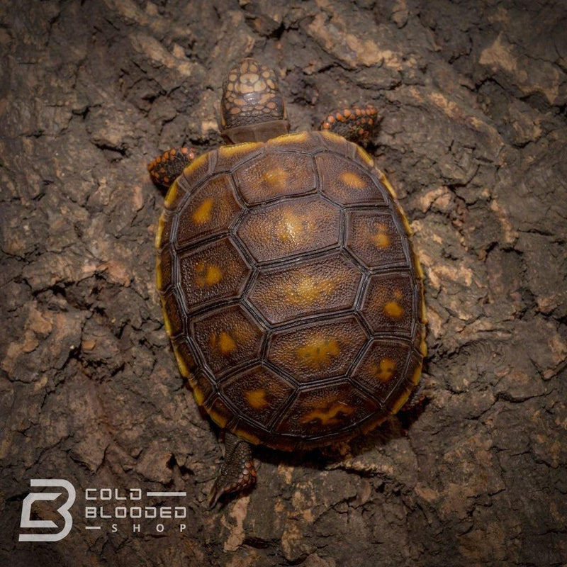 Baby Red-foot Tortoises - Chelonoidis carbonaria