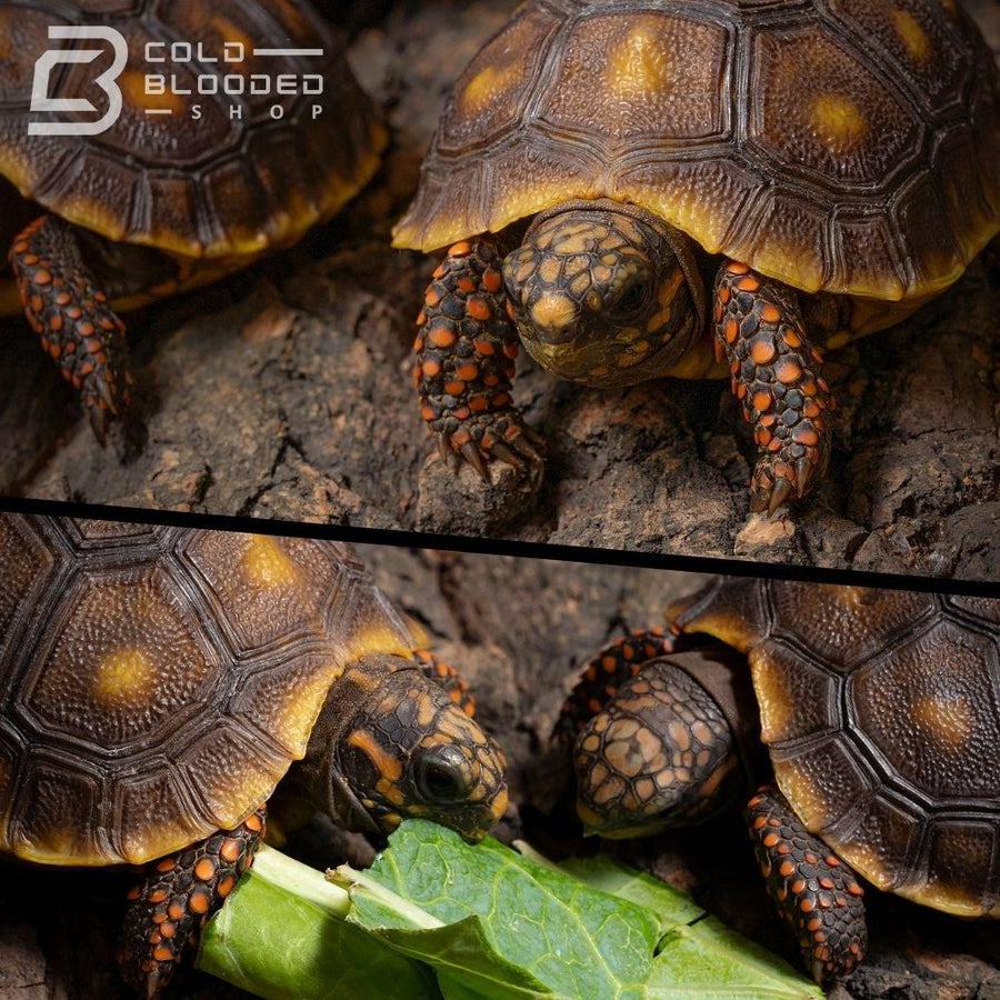 Baby Red-foot Tortoises - Chelonoidis carbonaria
