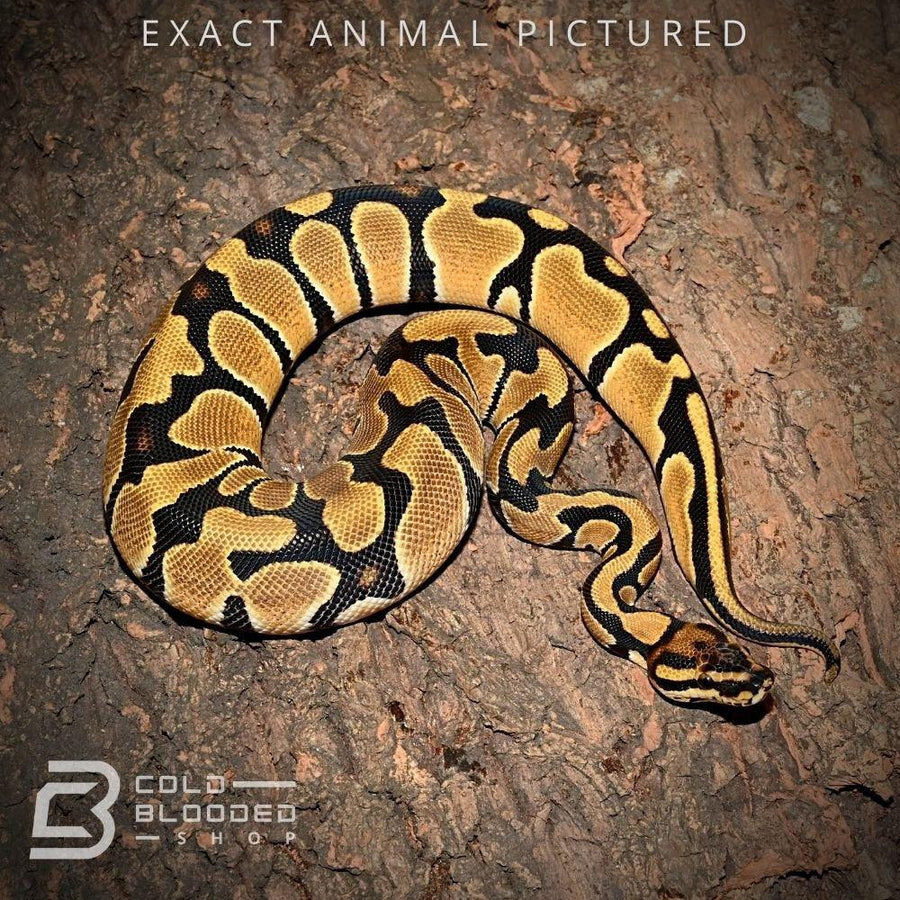 Baby Orange Dream Ball Python #101