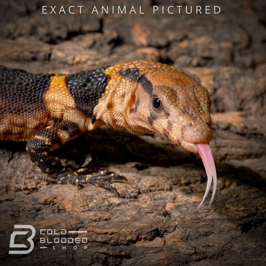 Baby Dumeril's Monitor