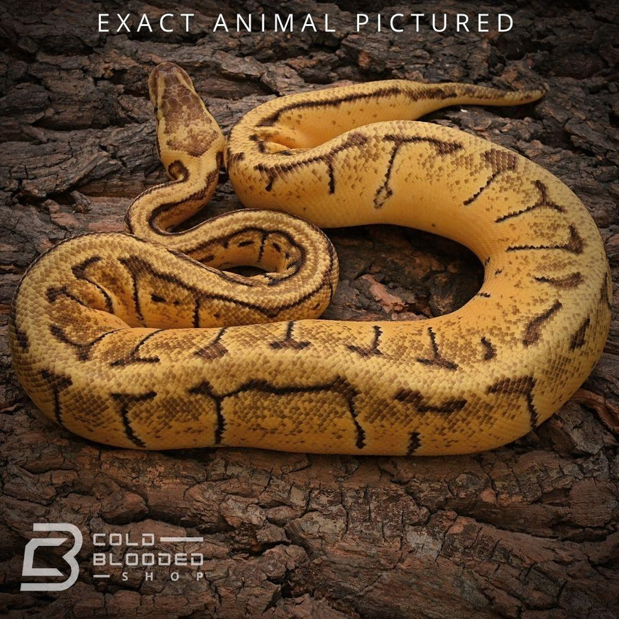 Baby Enchi Lemonblast 100% Het Pied Ball Python