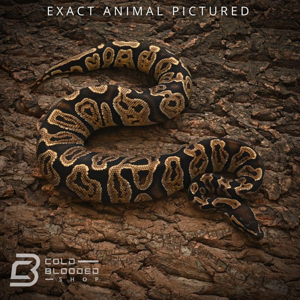 GHI Orange Dream Ball Python