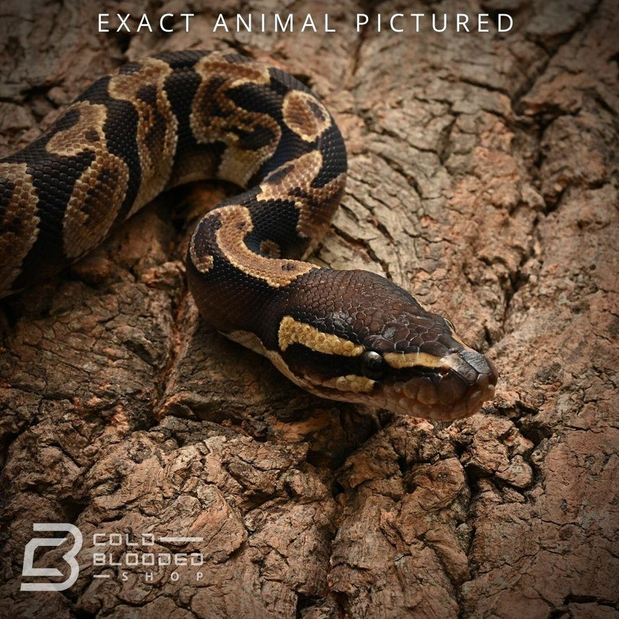 GHI Orange Dream Ball Python