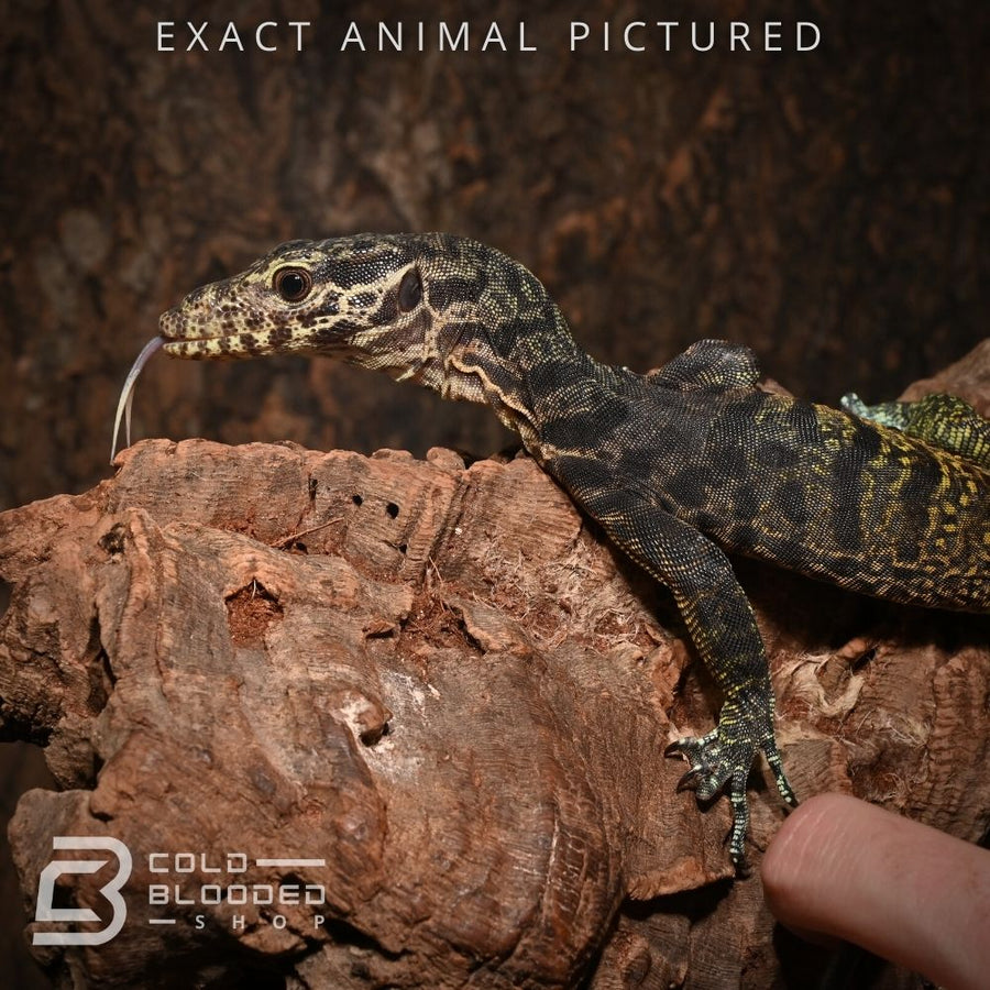 Baby Tri-Color Monitor - Varanus yuwonoi