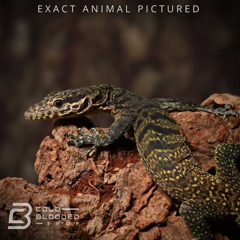 Baby Tri-Color Monitor - Varanus yuwonoi