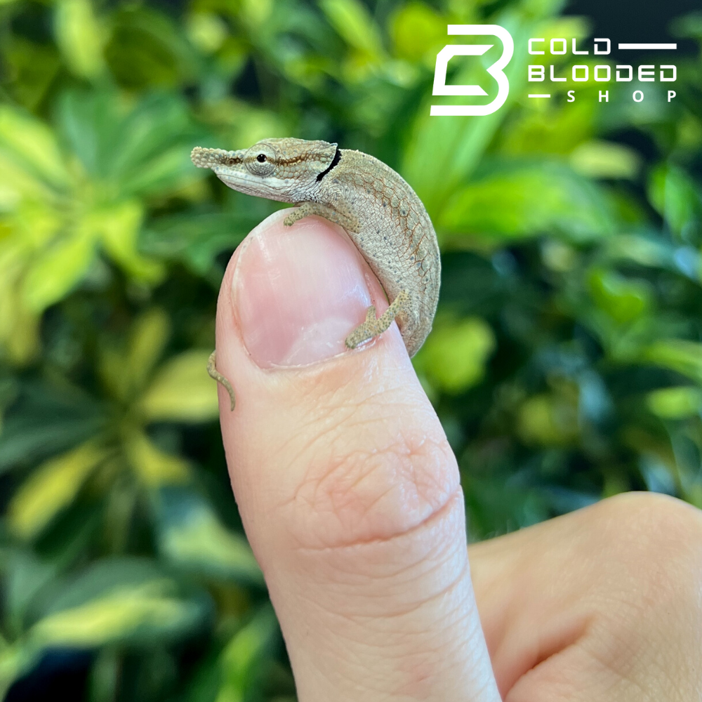 Blue Nose Chameleon - Calumma boettgeri