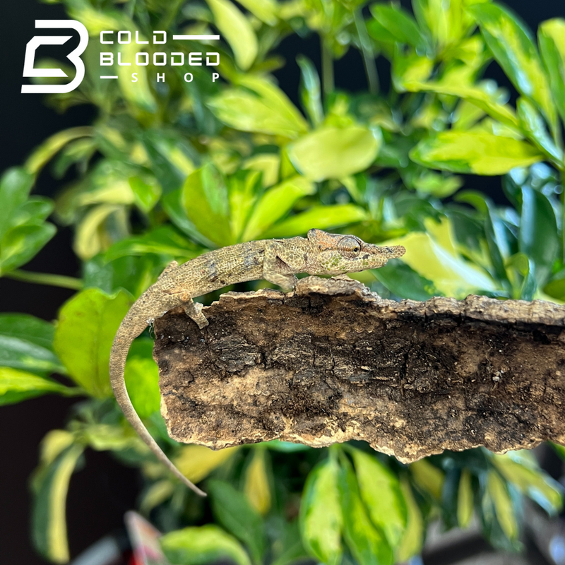 Madagascar Pimple-nose Chameleons - Calumma nasutum