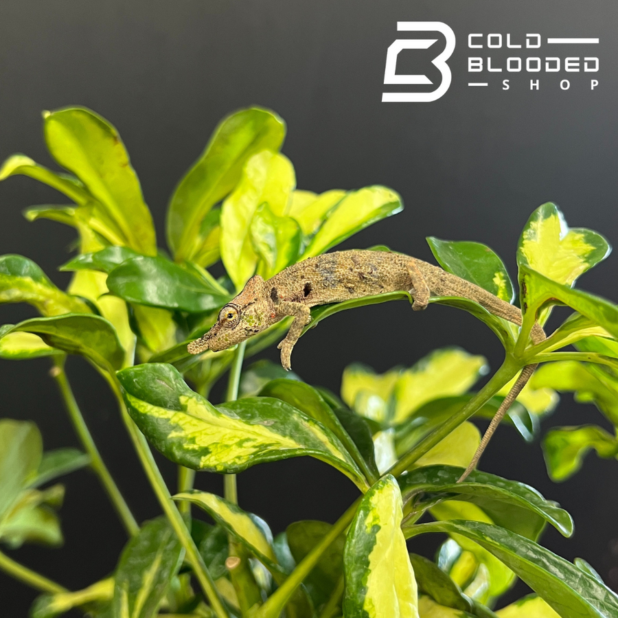 Madagascar Pimple-nose Chameleons - Calumma nasutum