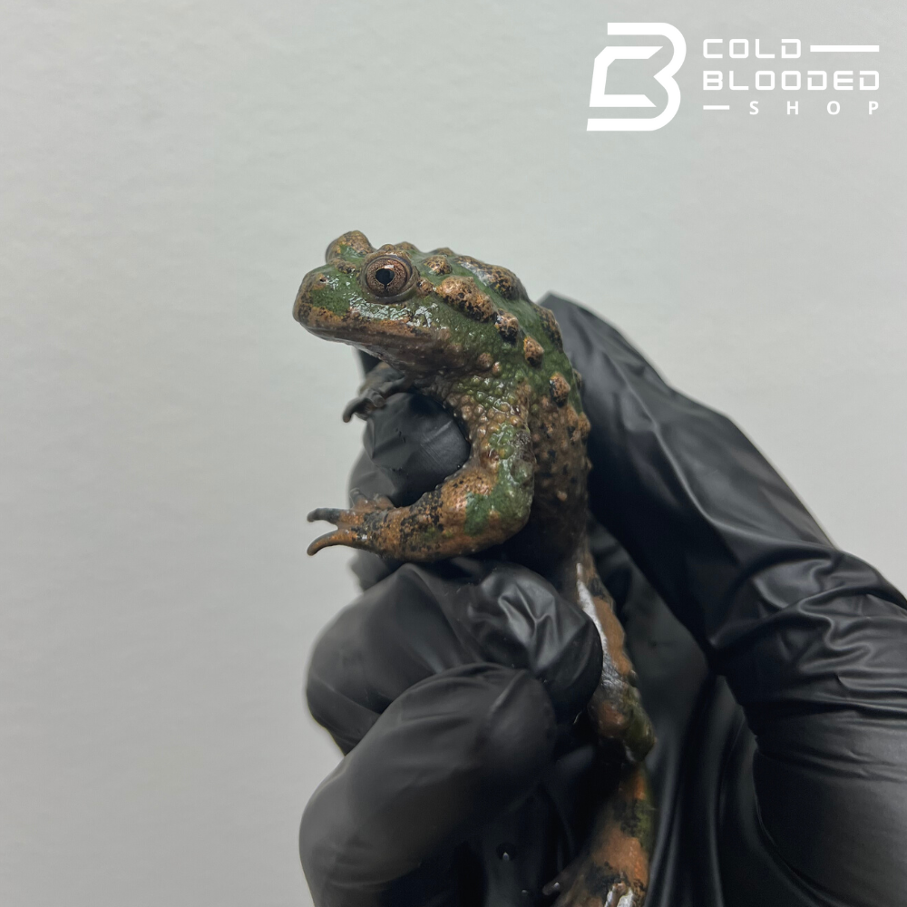 Small-webbed Bell Toads - Bombina microdeladigitora