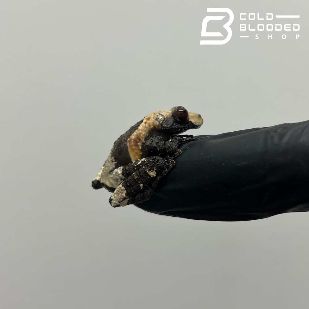 Vietnamese Bird Poop Frog - Theloderma asperum