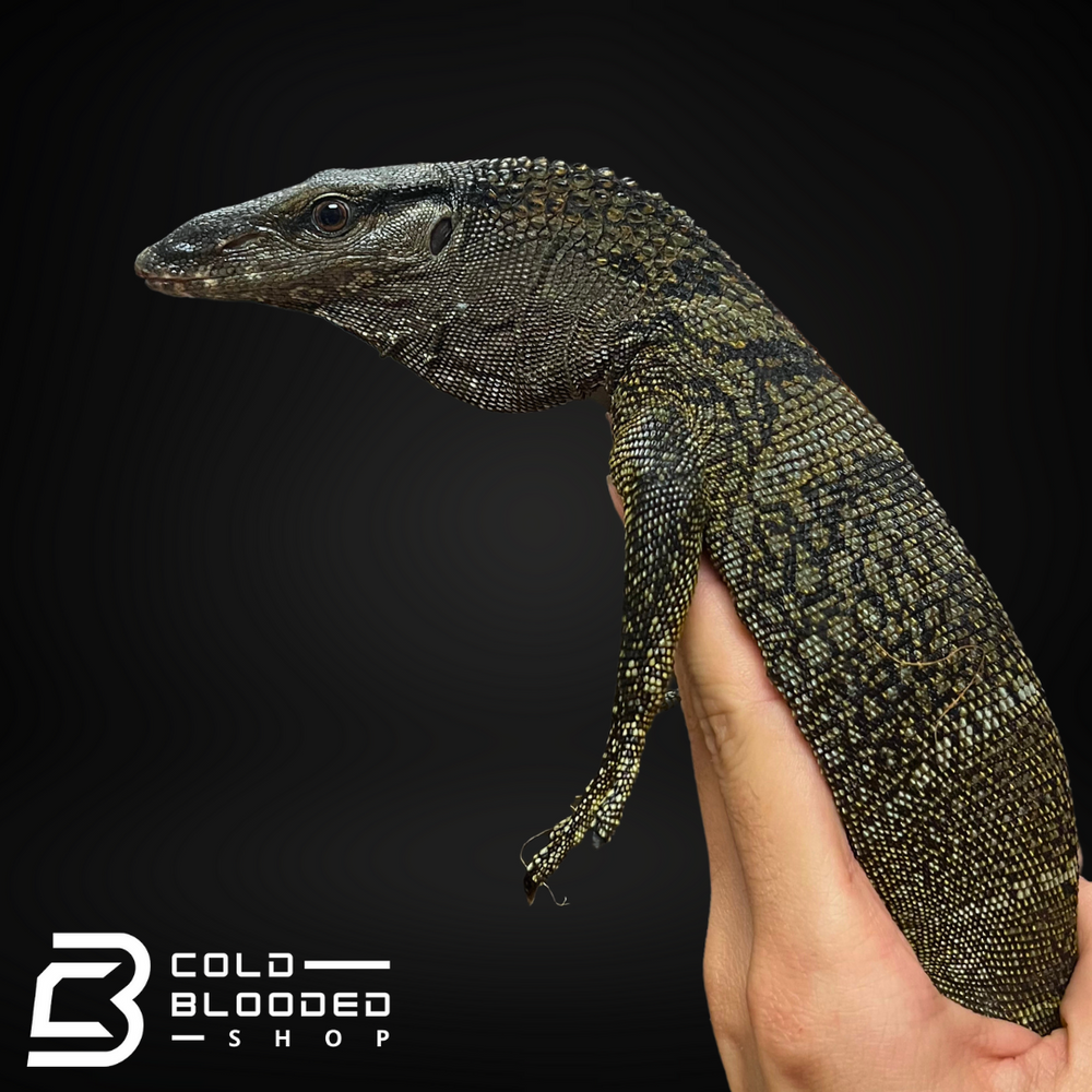 Juvenile Black Roughneck Monitor - Varanus rudicollis for Sale