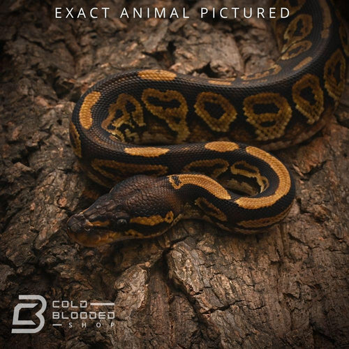 Baby Bongo Ball Python