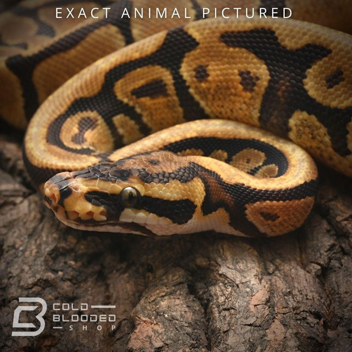 Baby Spotnose Enchi Het Desert Ghost Ball Python