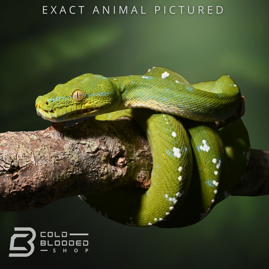 Male Sub-Adult Aru Green Tree Python