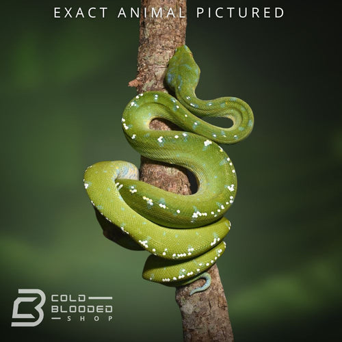 Male Sub-Adult Aru Green Tree Python