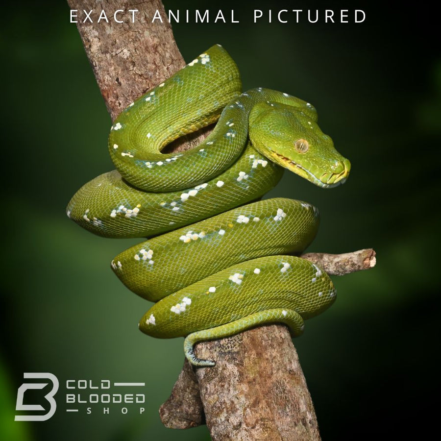 Male Sub-Adult Aru Green Tree Python